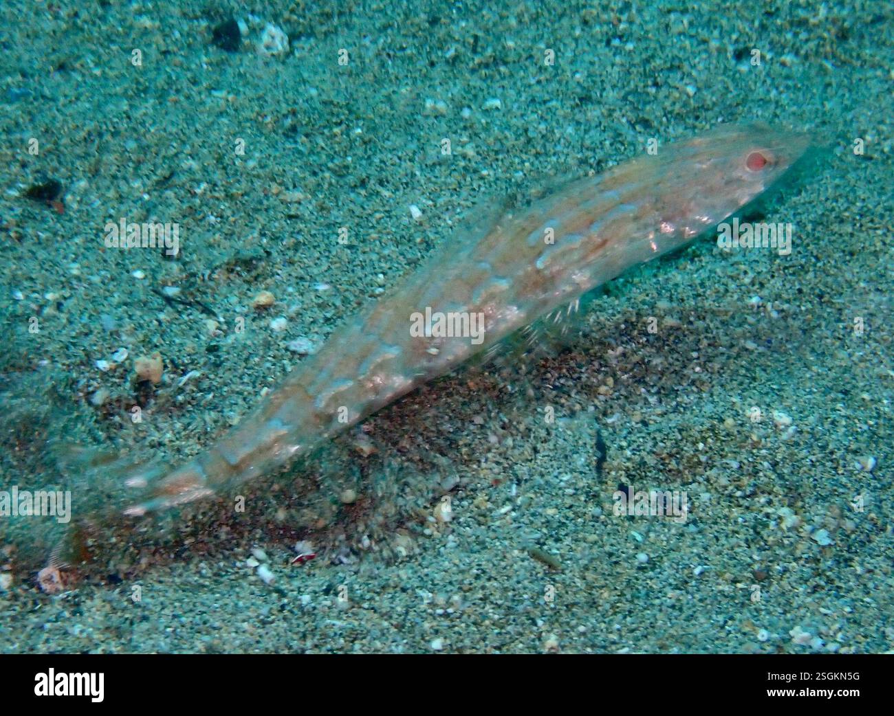 Red Lizardfish (Synodus synodus), Actinopterygii, São Vicente, Mindelo ...