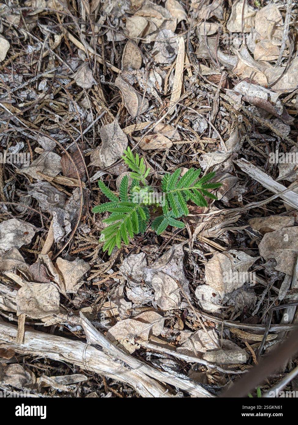 prairie acacia (Acaciella angustissima), Plantae, Garfield, TX, USA ...