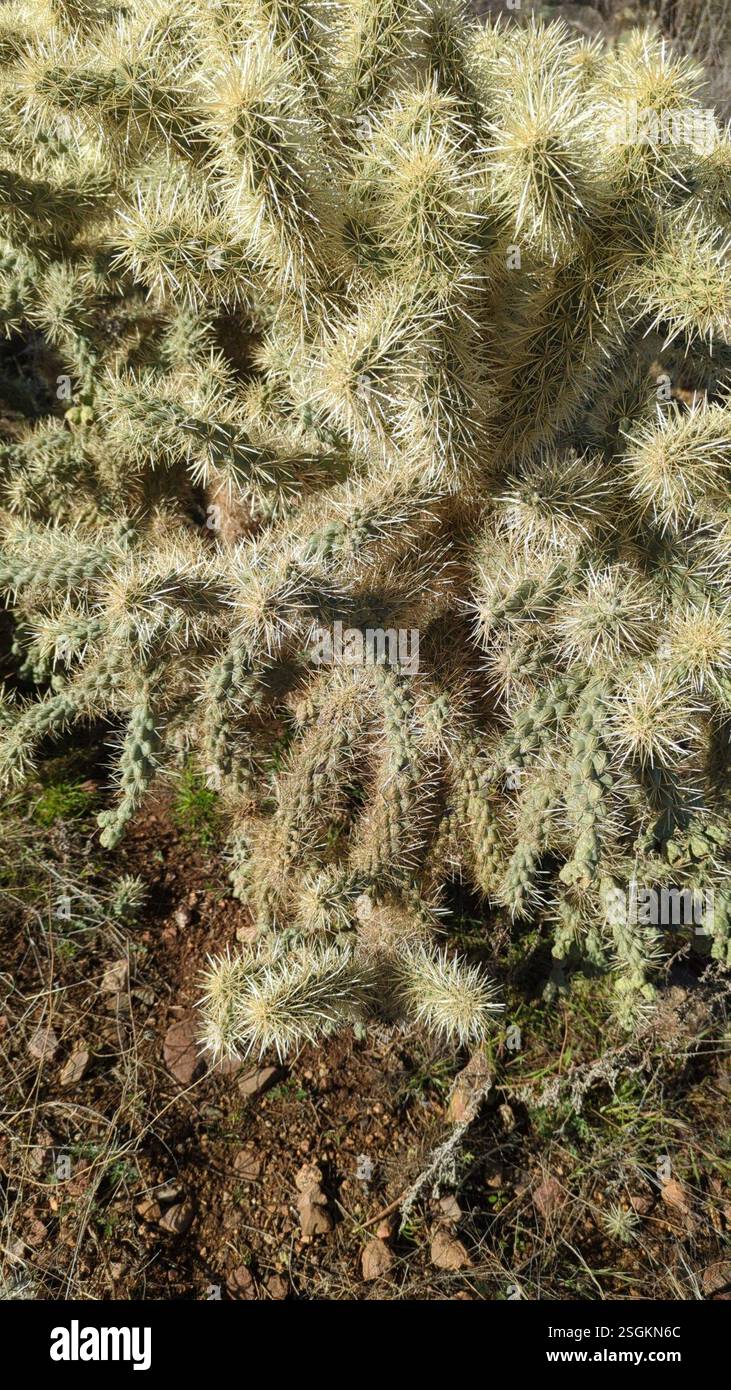 tree cholla (Cylindropuntia imbricata), Plantae, Pinal County, US-AZ ...