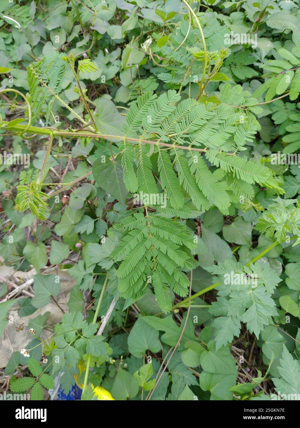 giant false sensitive plant (Mimosa diplotricha), Plantae, 913, Taiwan ...
