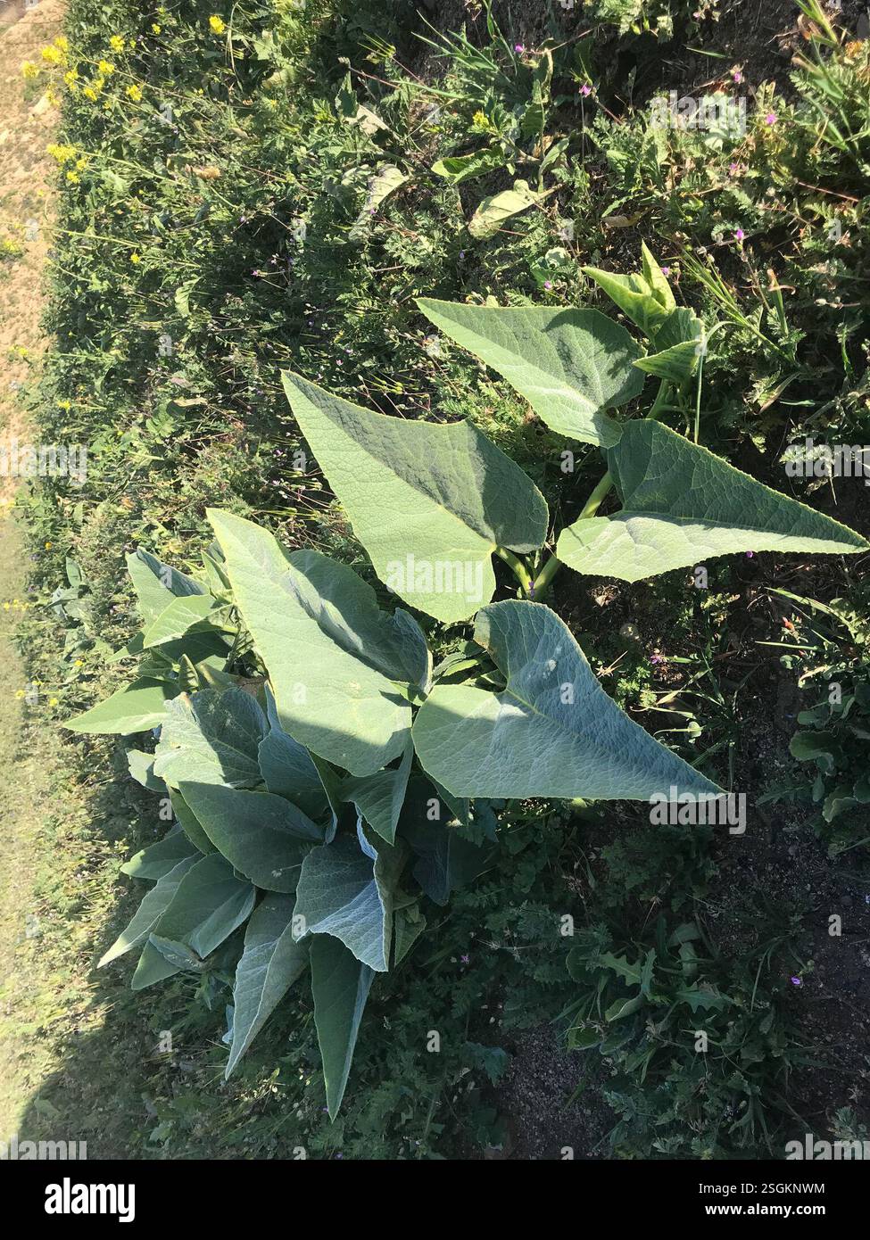 Buffalo Gourd (Cucurbita foetidissima), Plantae, Yorba Linda, CA, US ...