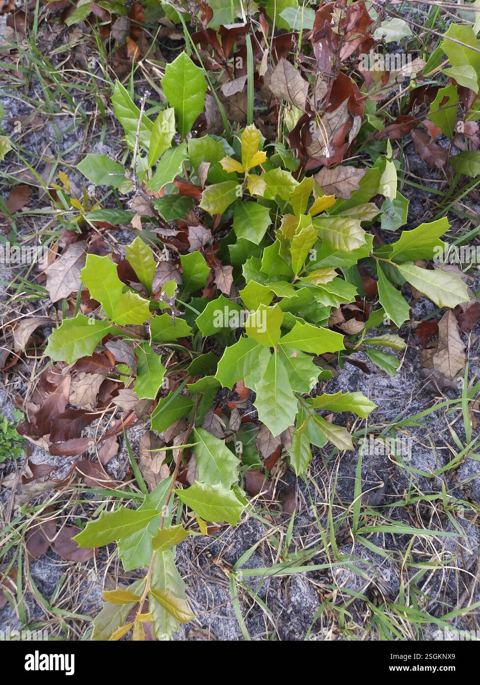 dwarf live oak (Quercus minima), Plantae, Polk, Florida, United States ...