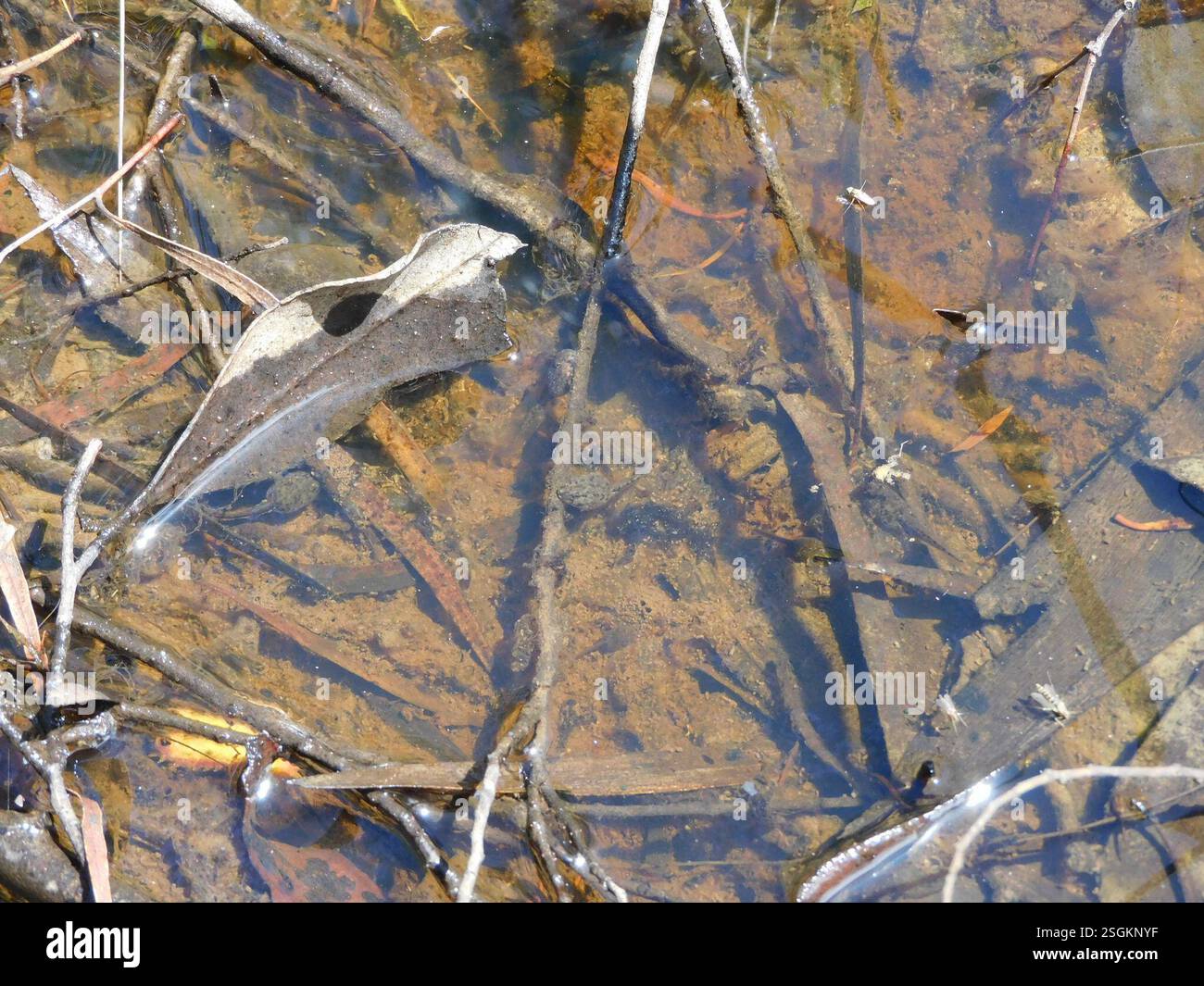 Common Eastern Froglet (Crinia signifera), Amphibia, Hobart TAS ...