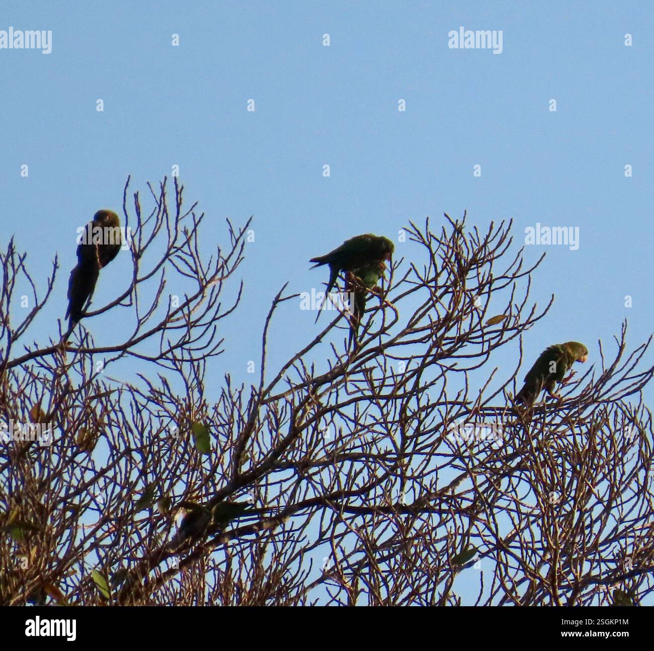 Cuban Amazon (Amazona leucocephala), Aves, Cuba, Very long distance ...