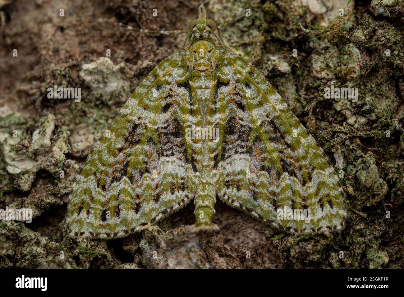 Kamahi Green Spindle (Tatosoma tipulata), Insecta, Ataahua, New Zealand ...