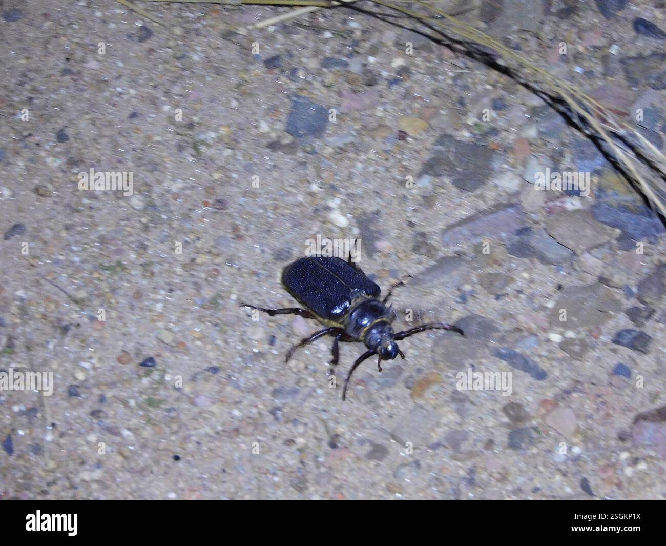 Tooth-necked and Aberrant Longhorn Beetles (Prioninae), Insecta, Euroa ...