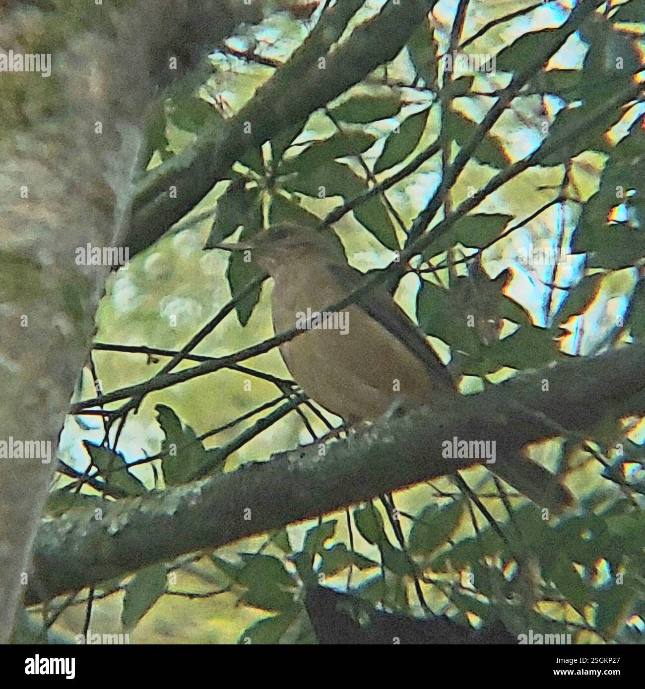 Clay-colored Thrush (Turdus grayi), Aves, La Pitaya, 91612 Xalapa ...