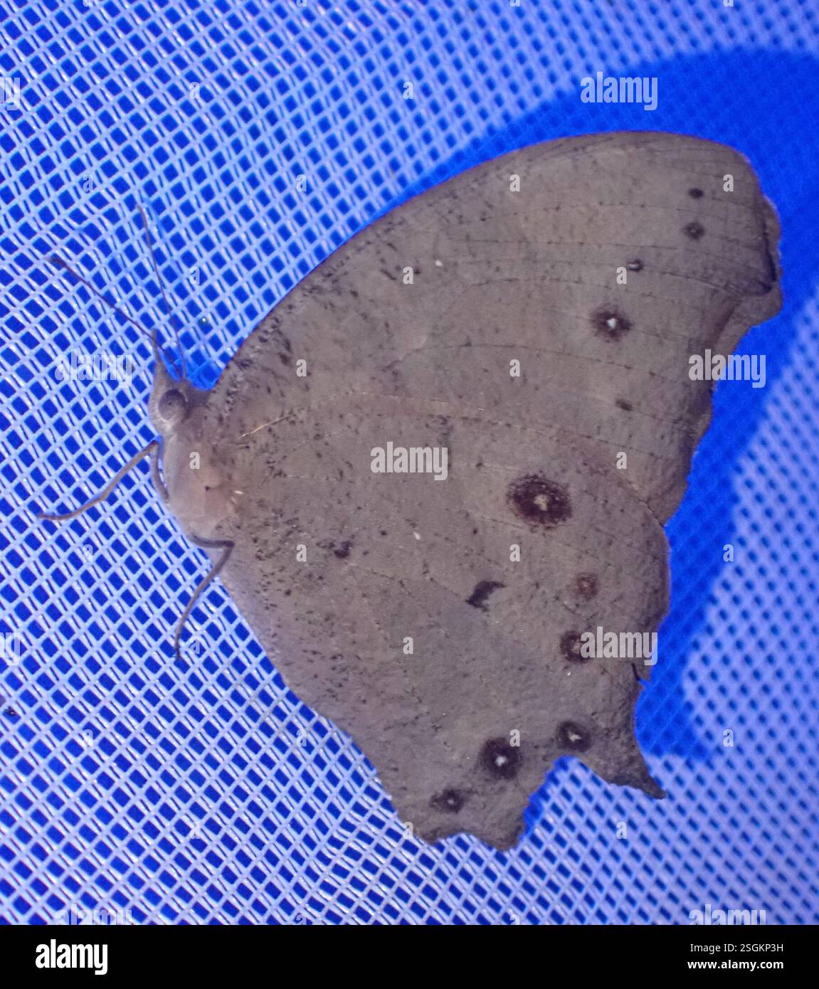 Common Evening Brown (Melanitis leda), Insecta, Santo Antão, Cape Verde ...