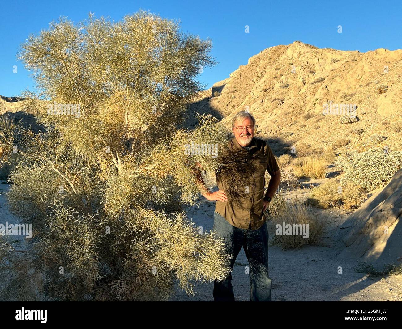 Smoke Tree (Psorothamnus spinosus), Plantae, Anza-Borrego Desert State ...