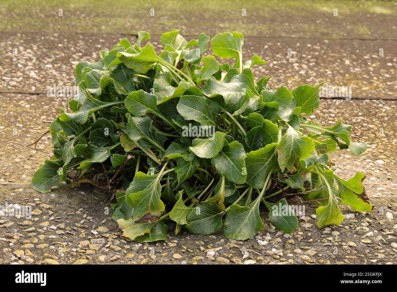 sea beet (Beta vulgaris maritima), Plantae, Otterspool Promenade ...