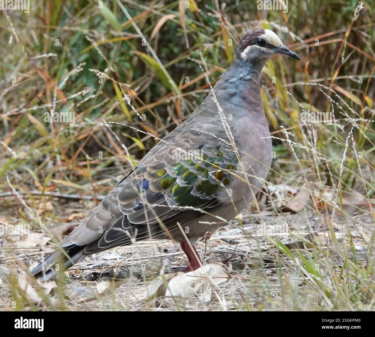 Common Bronzewing (Phaps chalcoptera), Aves, Knoxfield VIC 3180 ...