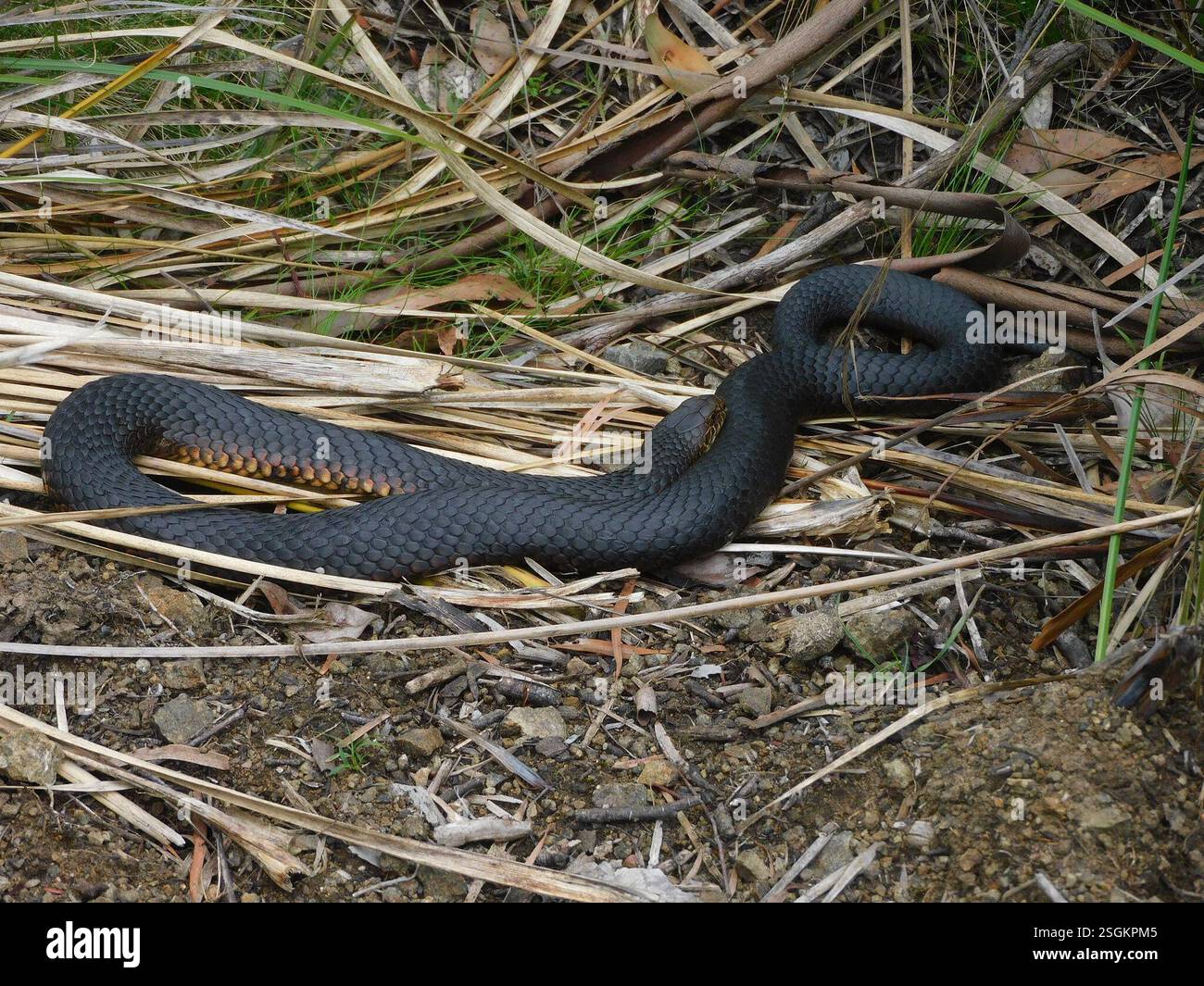Lowlands Copperhead (Austrelaps superbus), Reptilia, Hobart TAS ...