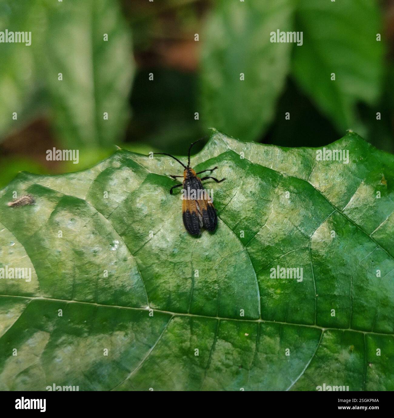 Net-winged Beetles (Lycidae), Insecta, Avenida Luís Carlos Gentile de ...