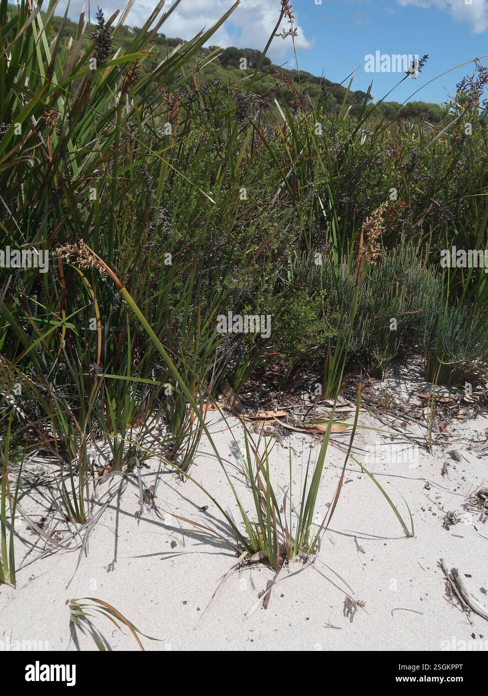 (Lepidosperma), Plantae, Pipers Head, Bellingham, Tasmania, Australia ...