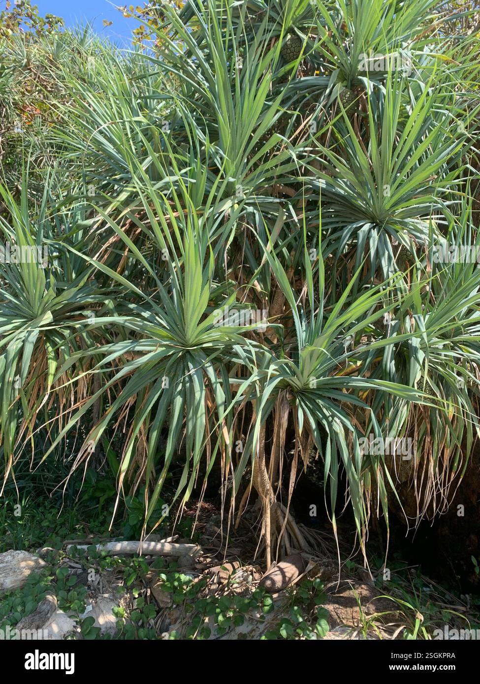 thatch screwpine (Pandanus tectorius), Plantae, Straße von Malakka ...