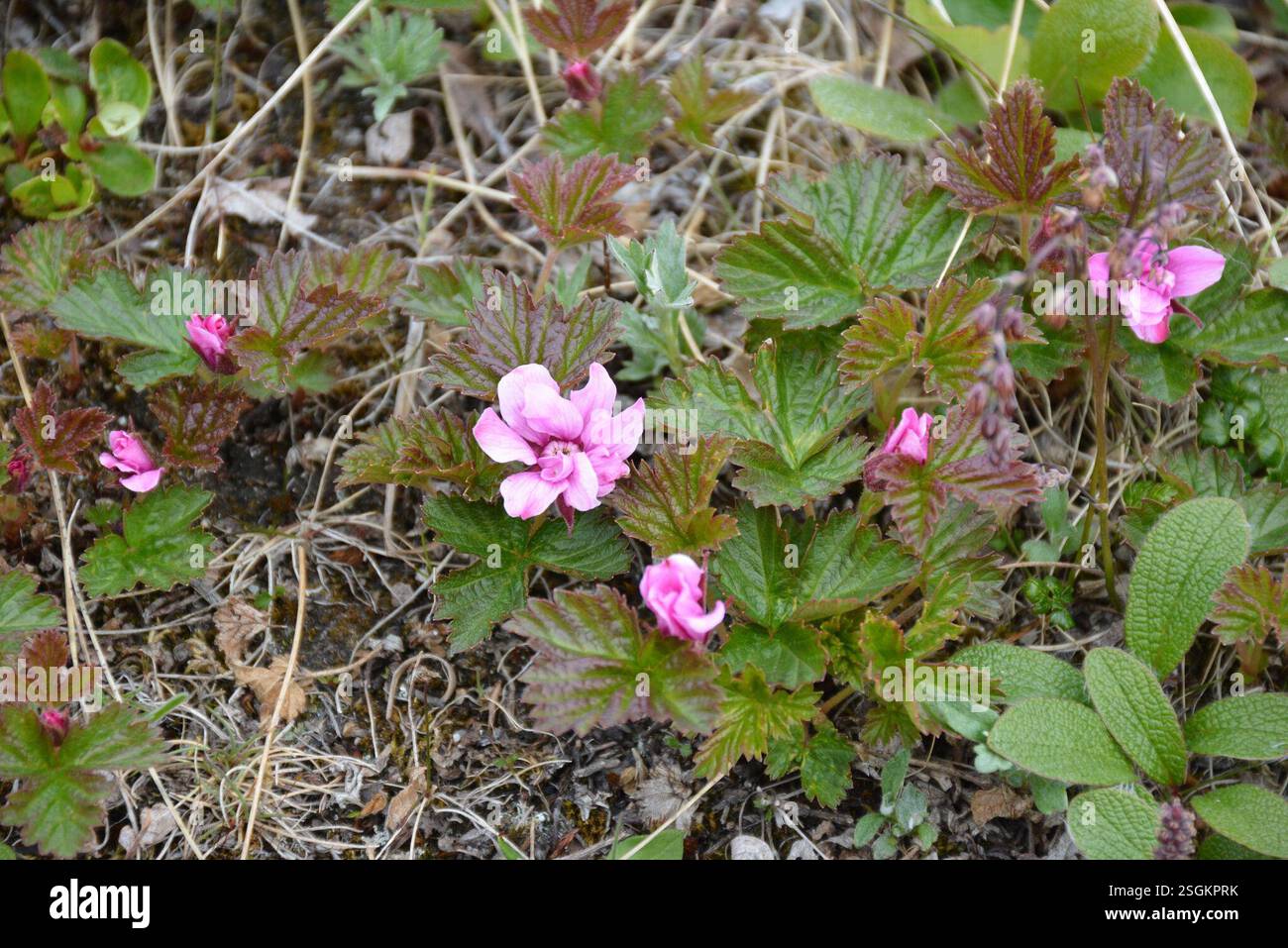 Arctic raspberry (Rubus arcticus), Plantae, Чукотский автономный округ ...