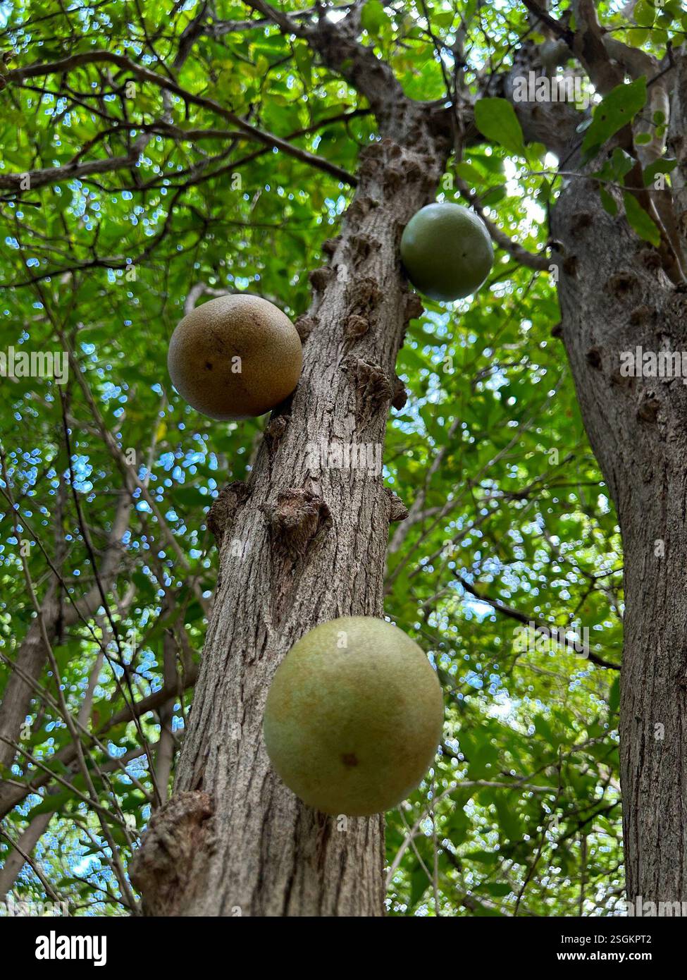 Calabash Tree (Crescentia cujete), Plantae, Curaçao, CW Stock Photo - Alamy