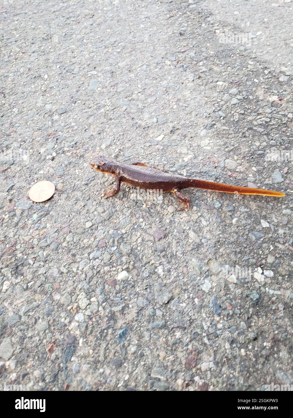 California Newt (Taricha torosa), Amphibia, Marin County, US-CA, US ...