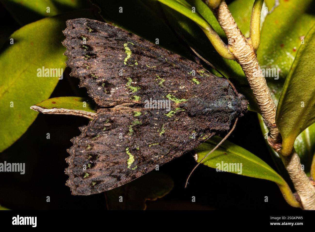 Pate Owlet (Meterana merope), Insecta, Southland District, Southland ...