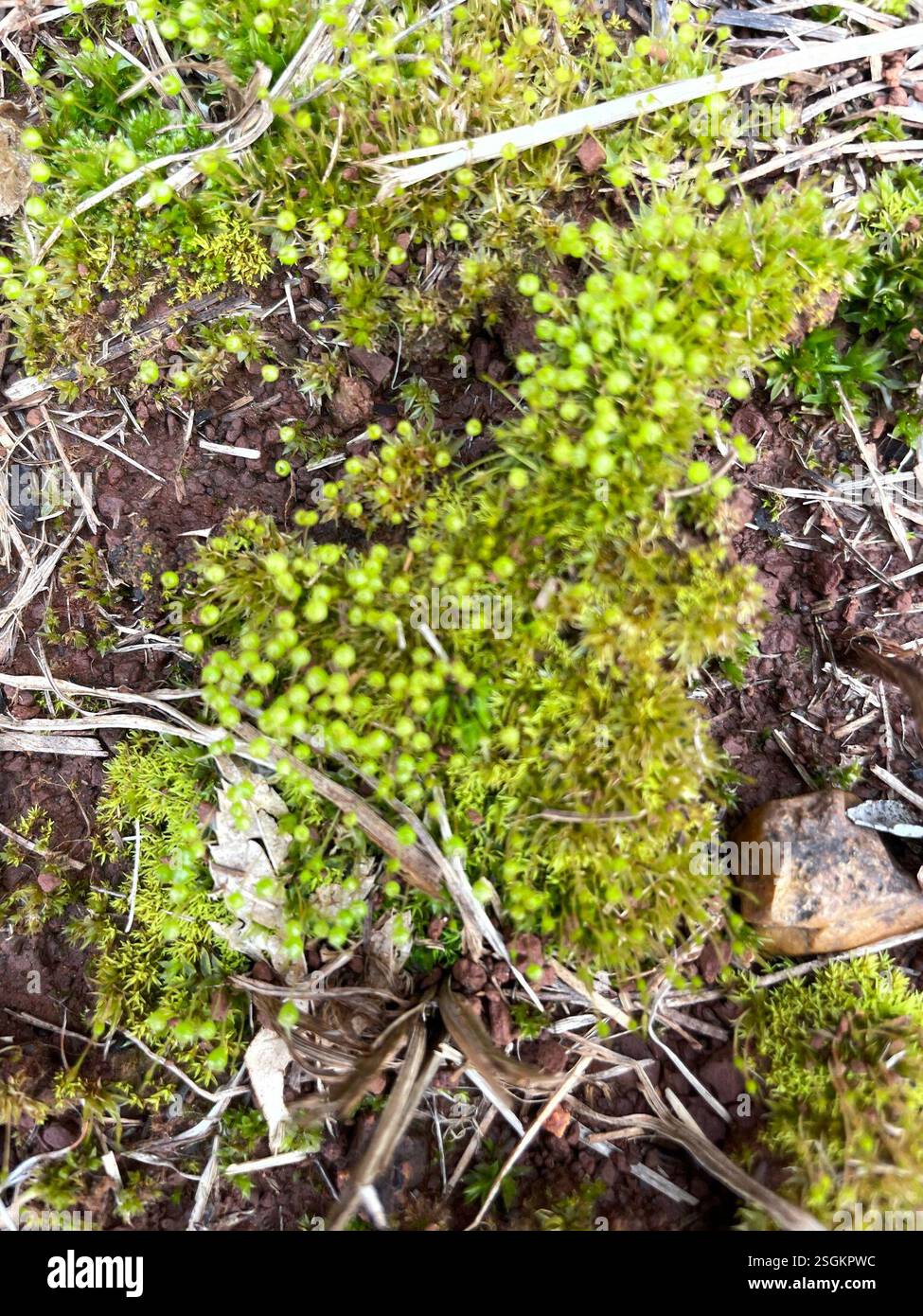 common bladder moss (Physcomitrium pyriforme), Plantae, Centaur Blvd SW ...