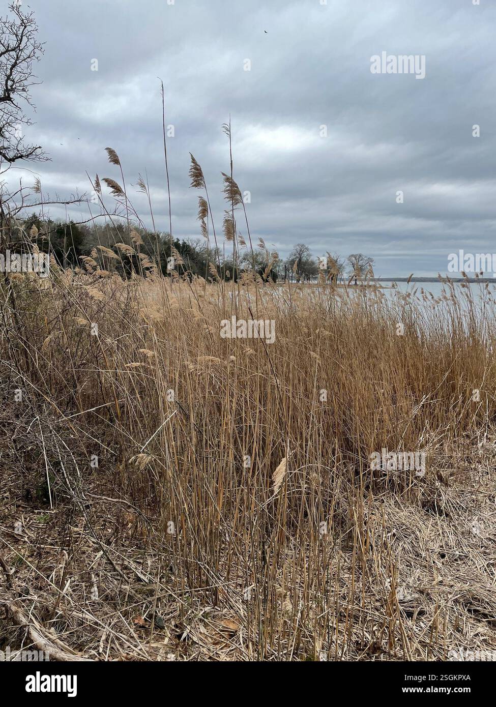 common reed (Phragmites australis), Plantae, Fairfield Lake, Fairfield ...