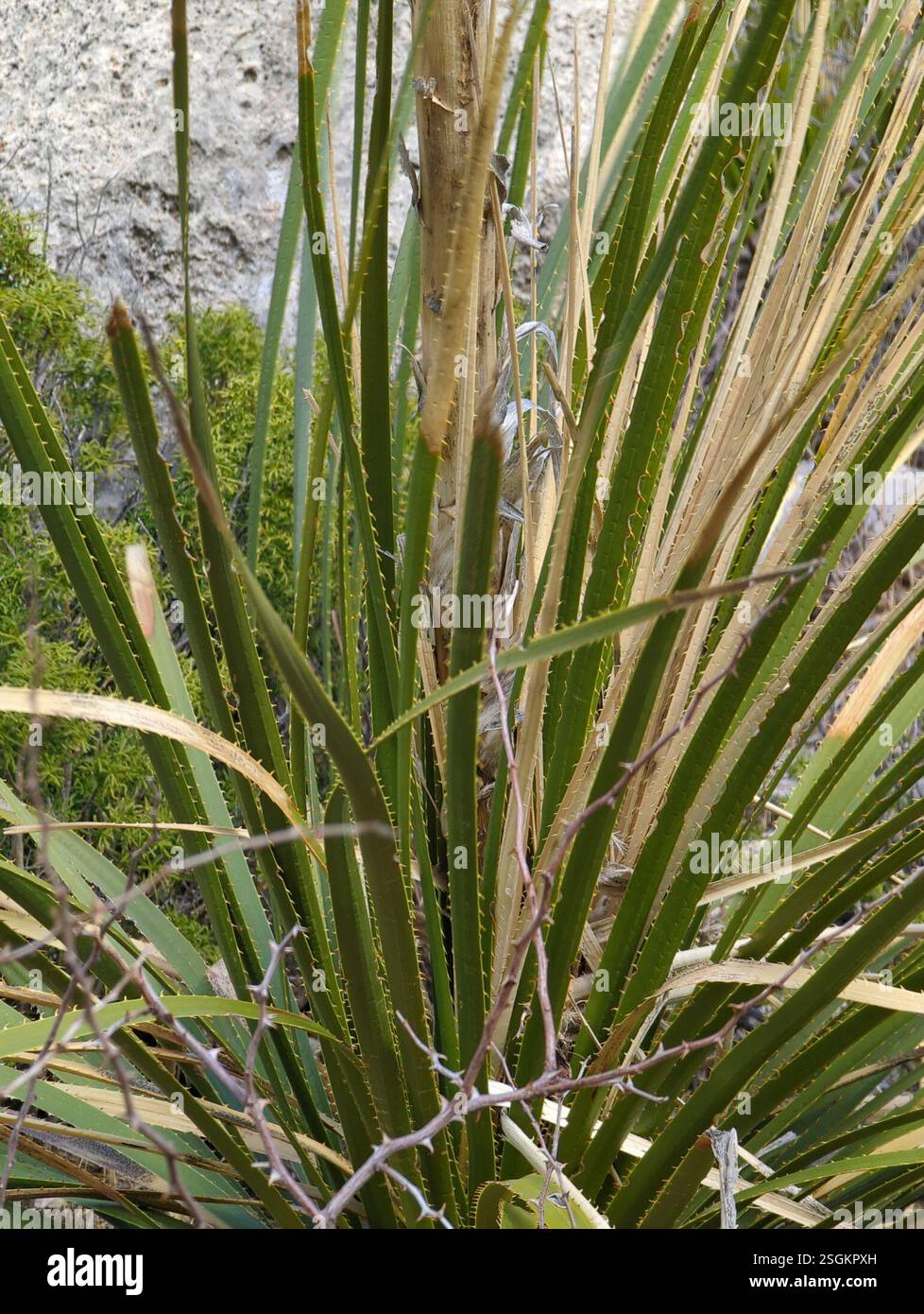 Smooth Sotol (Dasylirion leiophyllum), Plantae, Dell City, TX 79847 ...