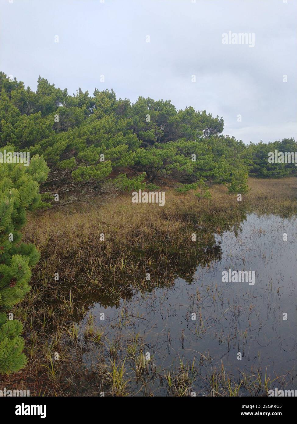 Shore Pine (Pinus contorta contorta), Plantae, Tillamook, OR 97141, USA ...
