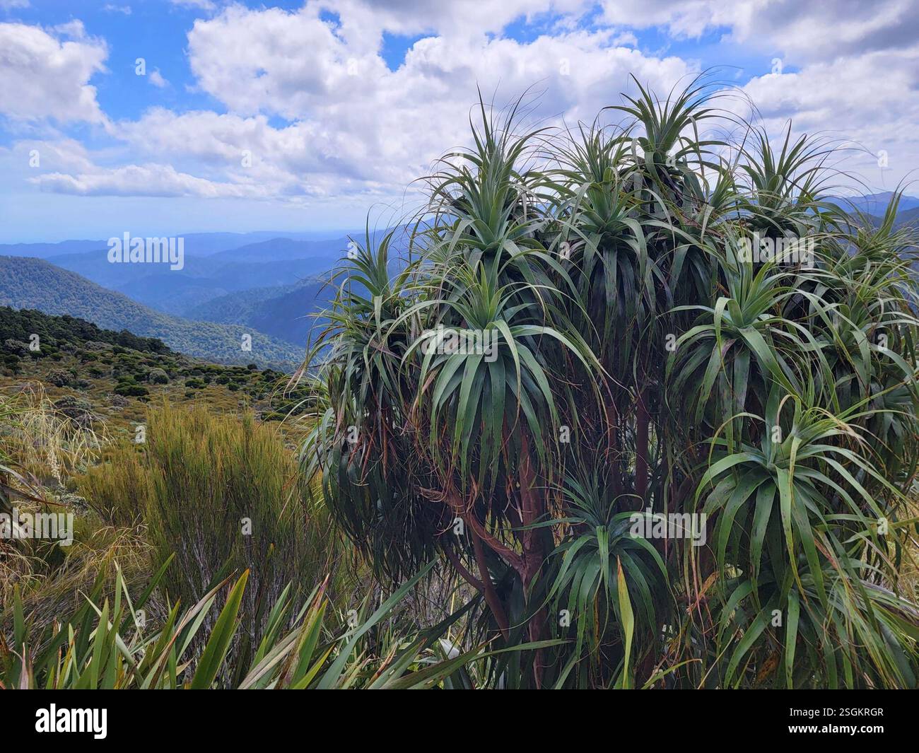 mountain neinei (Dracophyllum traversii), Plantae, Paparoa, Paparoa ...