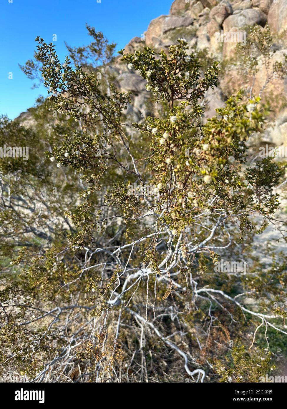 Creosote Bush (Larrea tridentata), Plantae, Anza-Borrego Desert State ...
