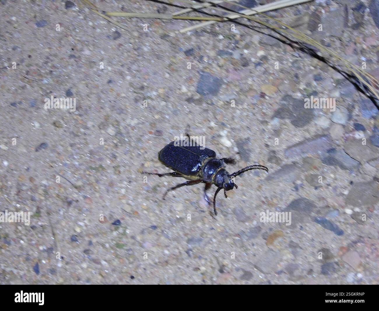 Tooth-necked and Aberrant Longhorn Beetles (Prioninae), Insecta, Euroa ...
