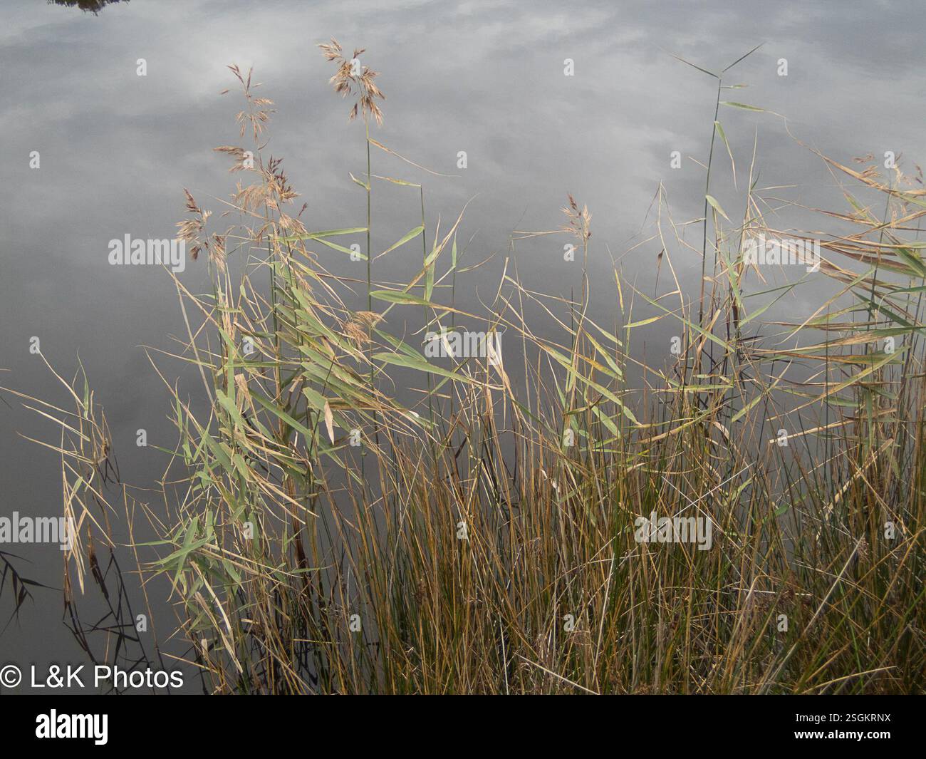 common reed (Phragmites australis), Plantae, Tidal River VIC 3960 ...
