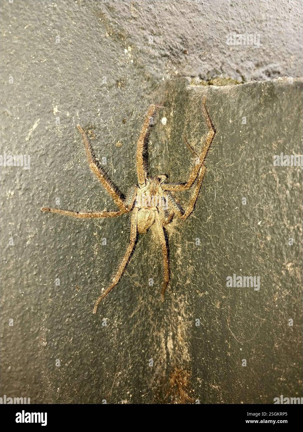 Rain Spiders (Palystes), Arachnida, Campher's Drift, George, 6529 ...