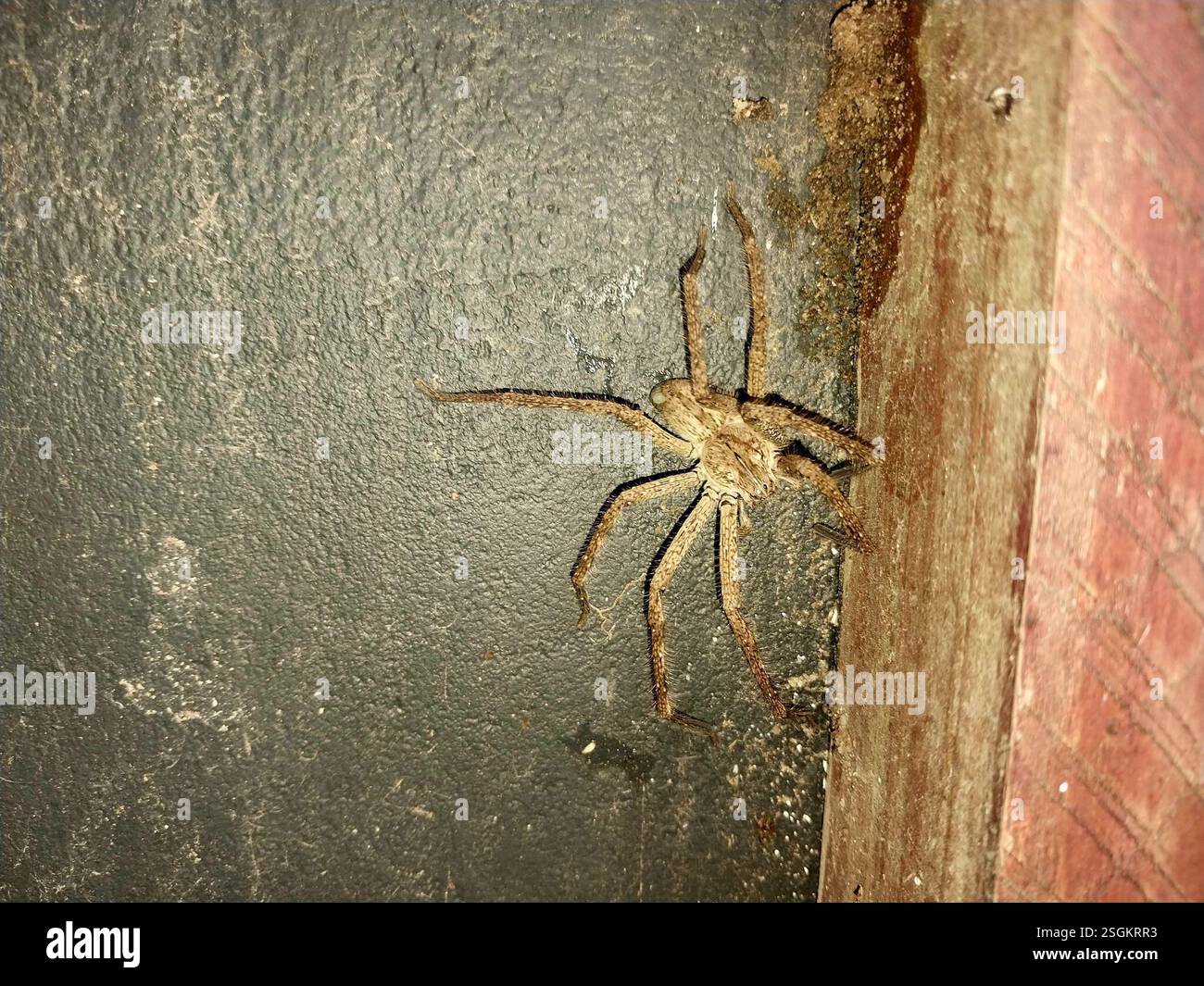 Rain Spiders (Palystes), Arachnida, Campher's Drift, George, 6529 ...