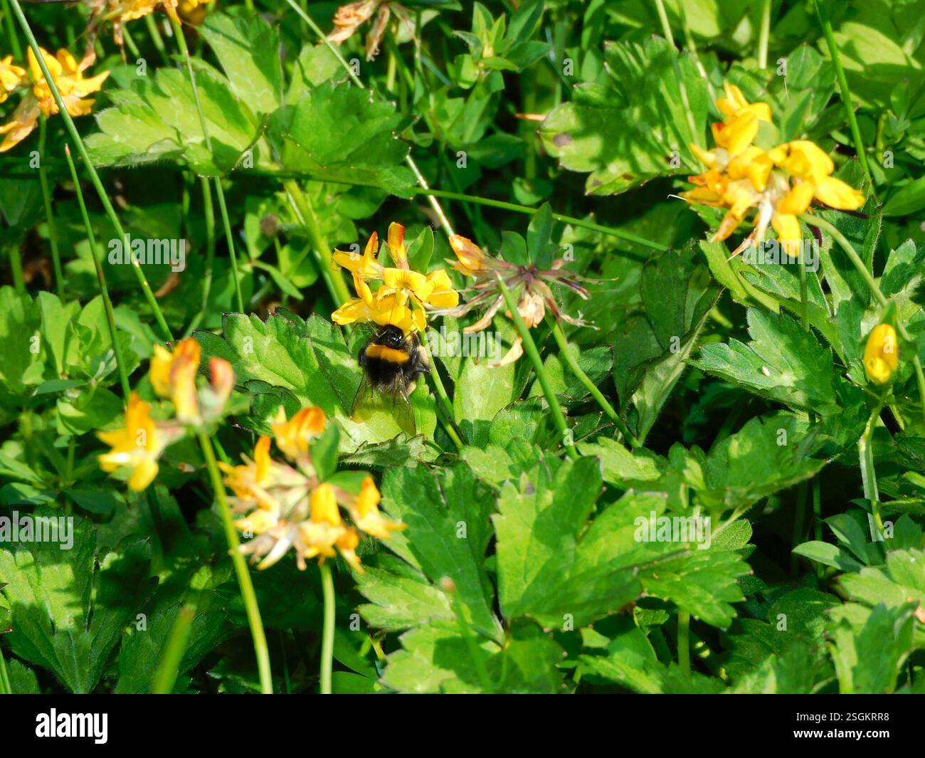 Buff-tailed Bumble Bee (Bombus terrestris), Insecta, Palena, CL-LL, CL ...