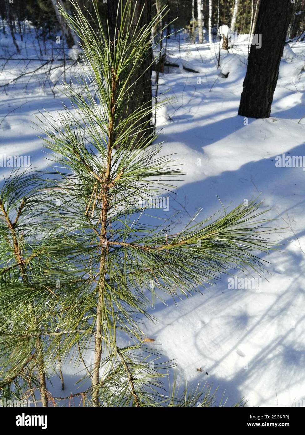 Siberian pine (Pinus sibirica), Plantae, Иркутская обл., Россия, 665490 ...