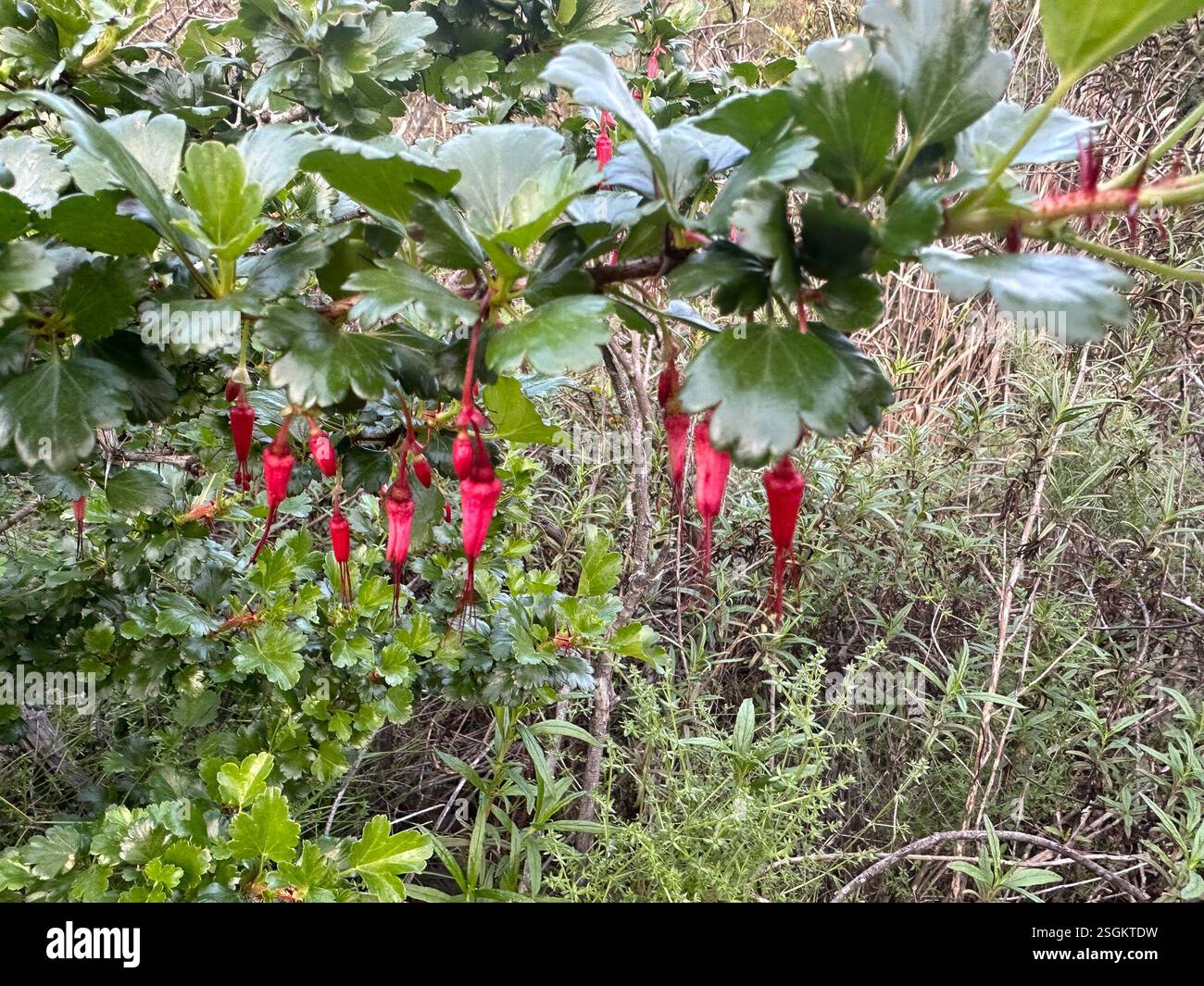Fuchsiaflower Gooseberry (Ribes speciosum), Plantae, Crystal Cove State ...