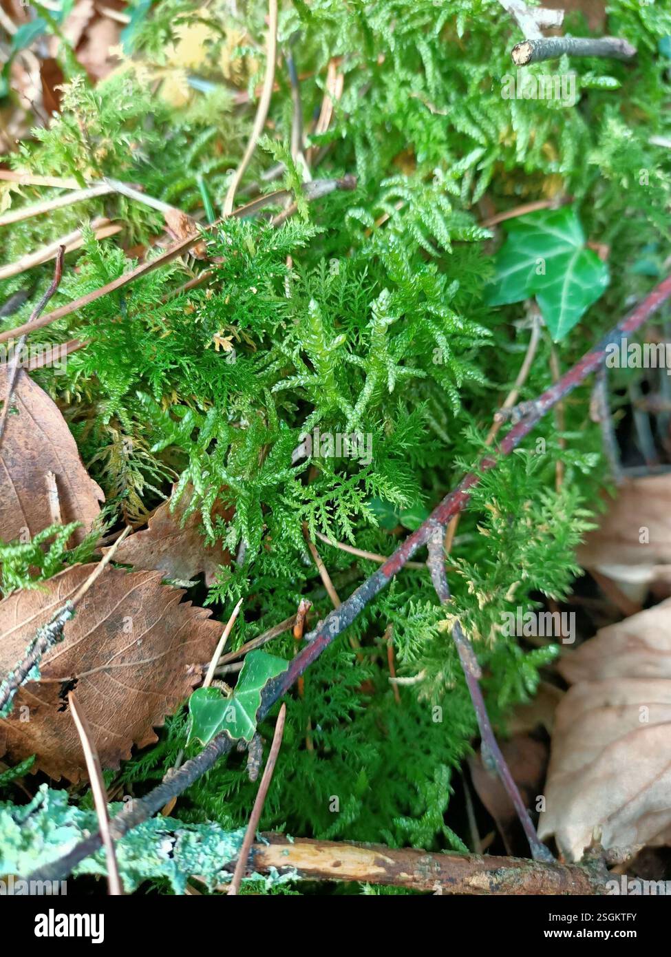Common Tamarisk-moss (Thuidium tamariscinum), Plantae, Rhyd-y-clafdy ...