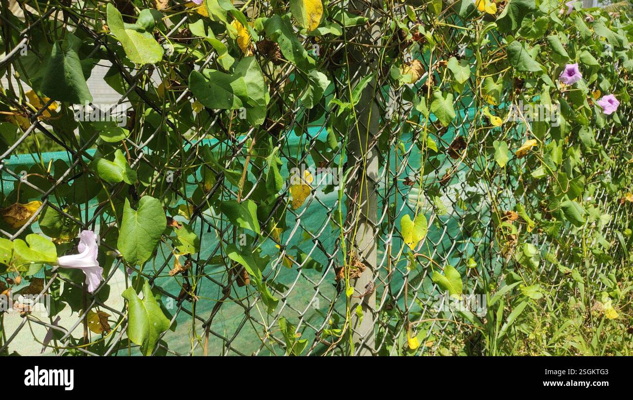 whiteflower beach morning-glory (Ipomoea littoralis), Plantae, W554+XQ9 ...