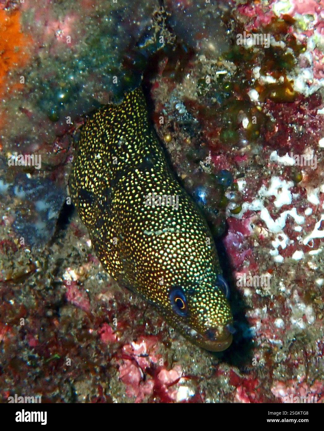 Goldentail Moray (Gymnothorax miliaris), Actinopterygii, Baía da ...
