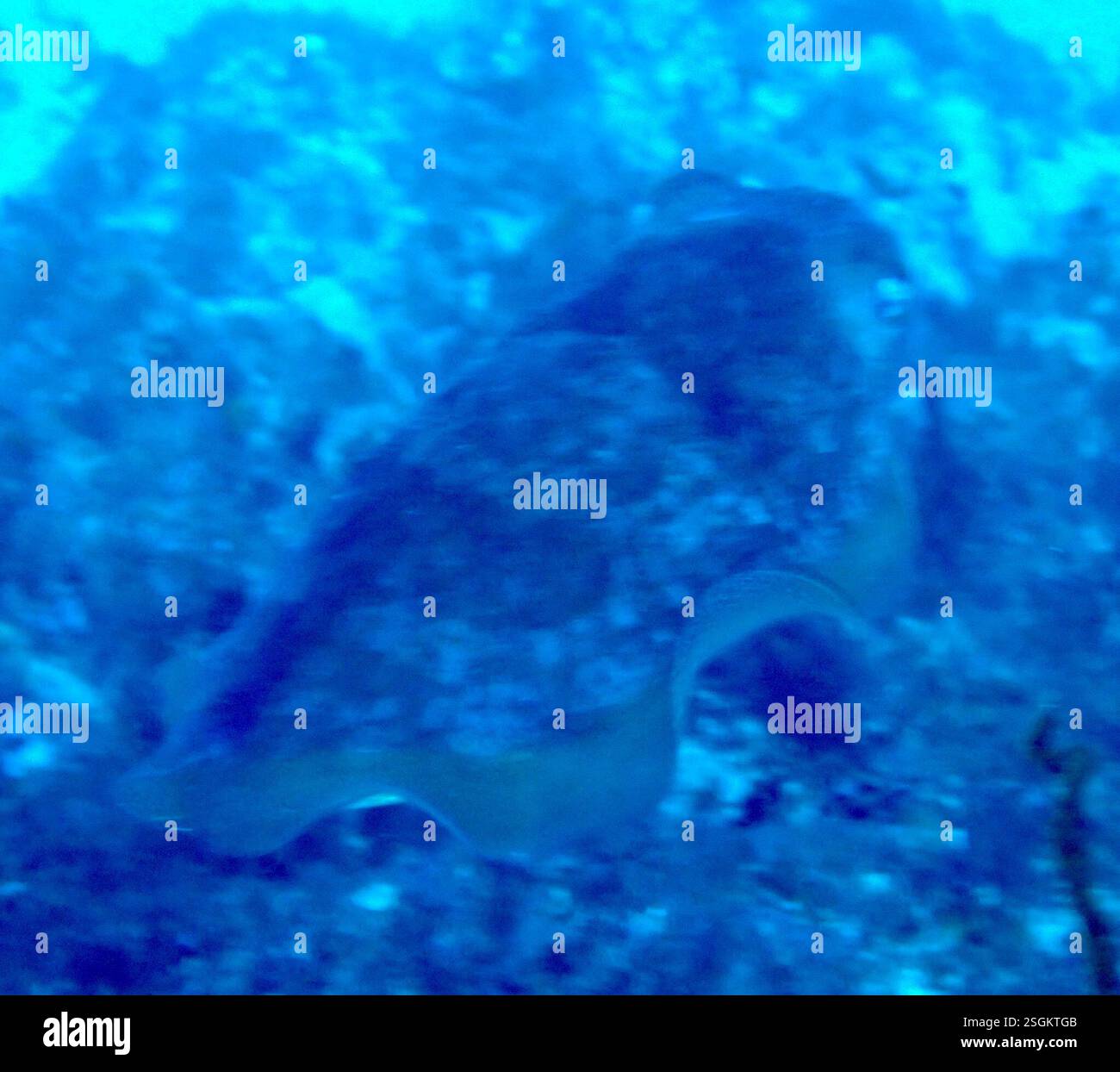 Giant African Cuttlefish (Sepia hierredda), Mollusca, São Vicente, Cape ...