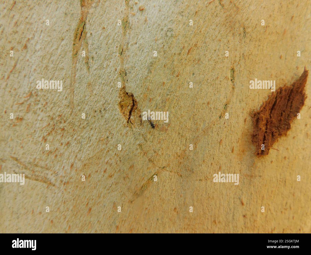 Bees and Apoid Wasps (Apoidea), Insecta, Melbourne VIC, Australia Stock ...