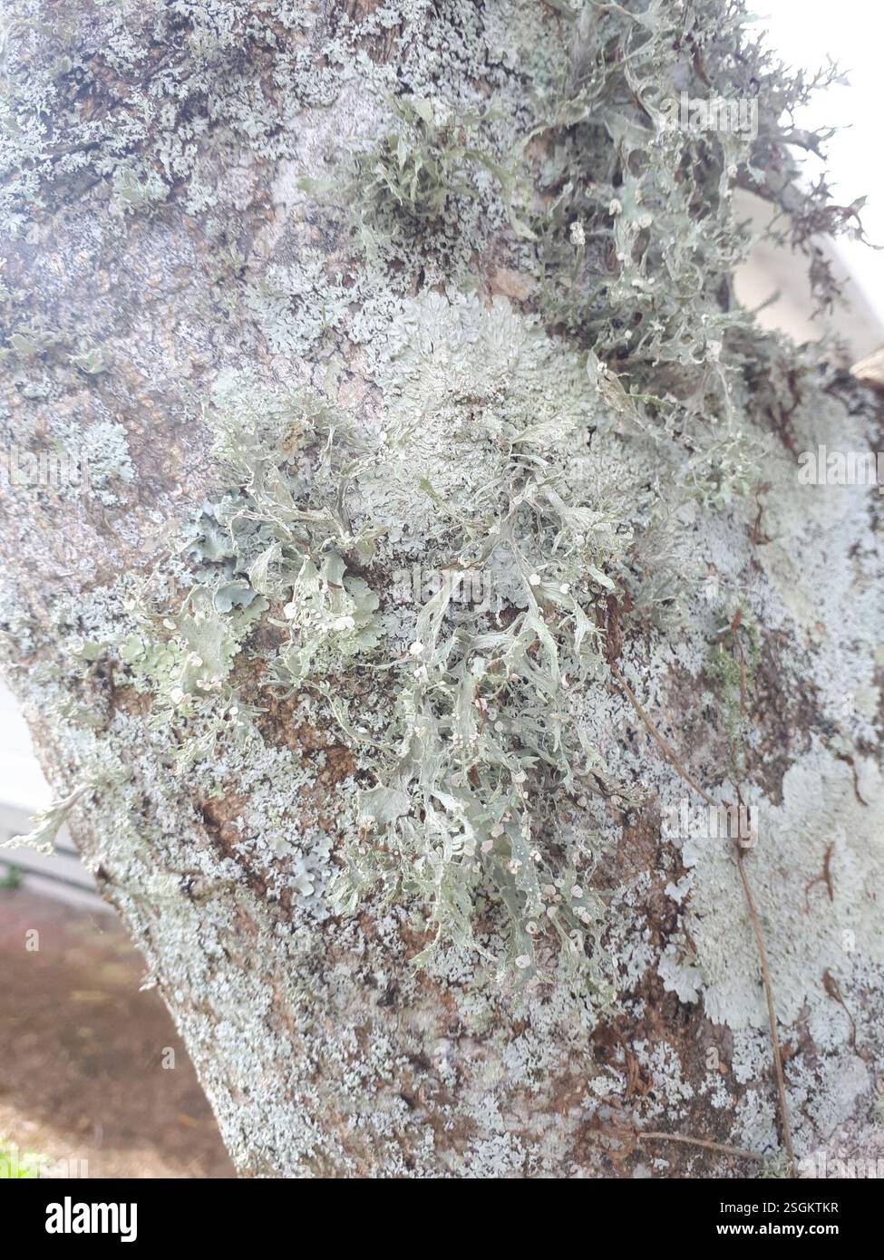 cartilage lichen (Ramalina celastri), Fungi, Fairfield, Lower Hutt 5011 ...