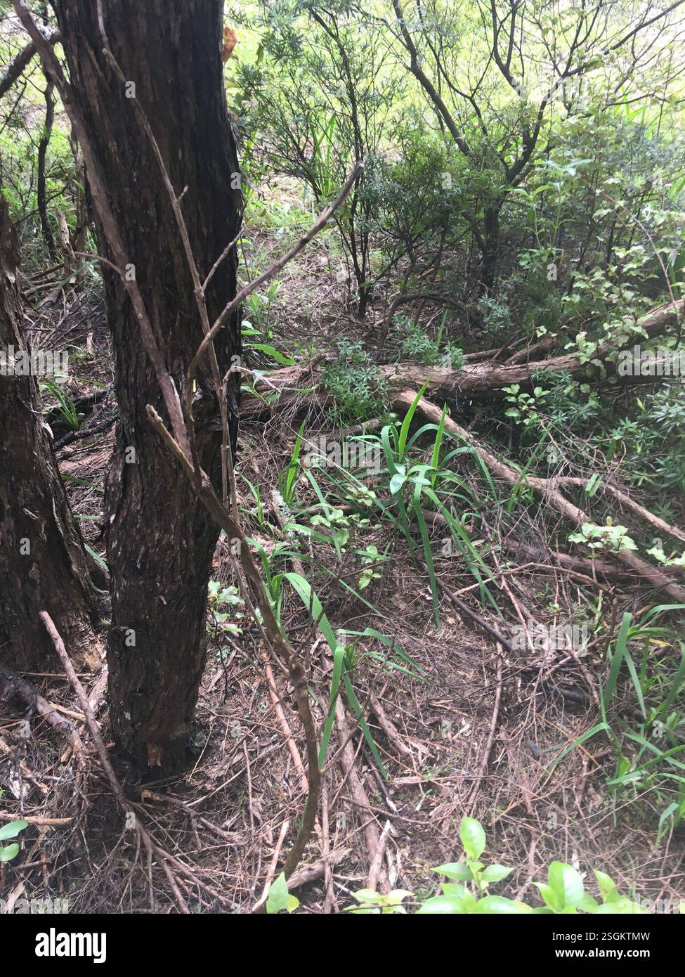 Blue corn-lily (Aristea ecklonii), Plantae, TRKPCmar Tanekaha Ridge ...