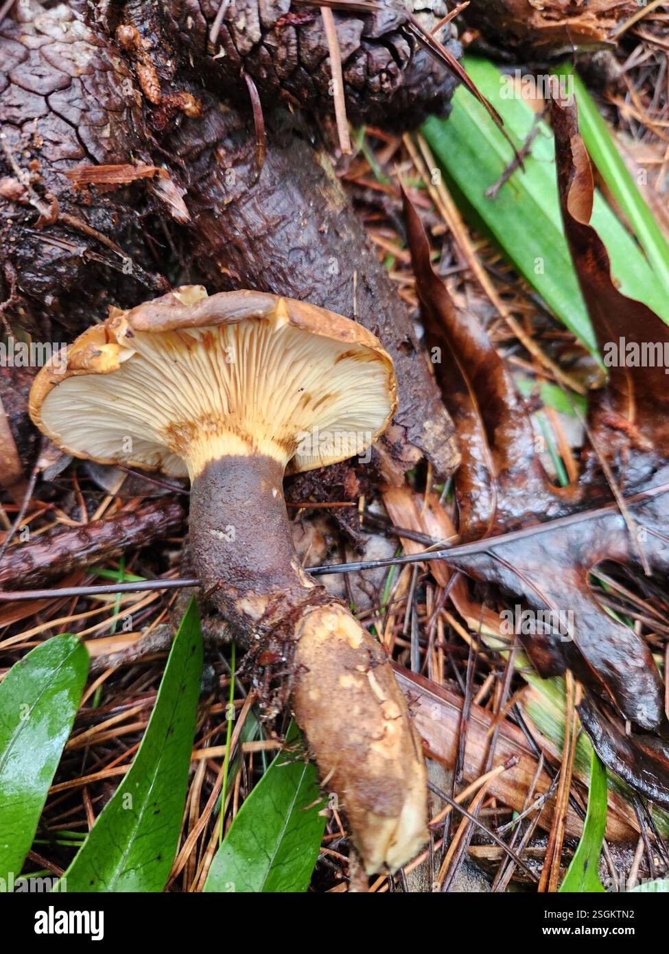 Velvet-footed Tap (Tapinella atrotomentosa), Fungi, Aro Valley ...