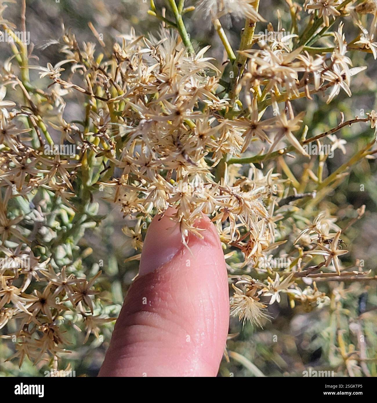 Black-banded Rabbitbrush (Ericameria paniculata), Plantae, Whitewater ...