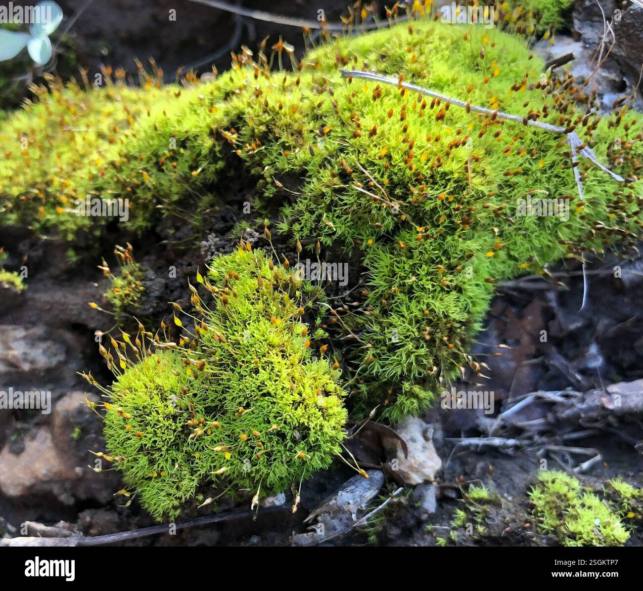 Green-tufted Stubble Moss (Weissia controversa), Plantae, East Forest ...