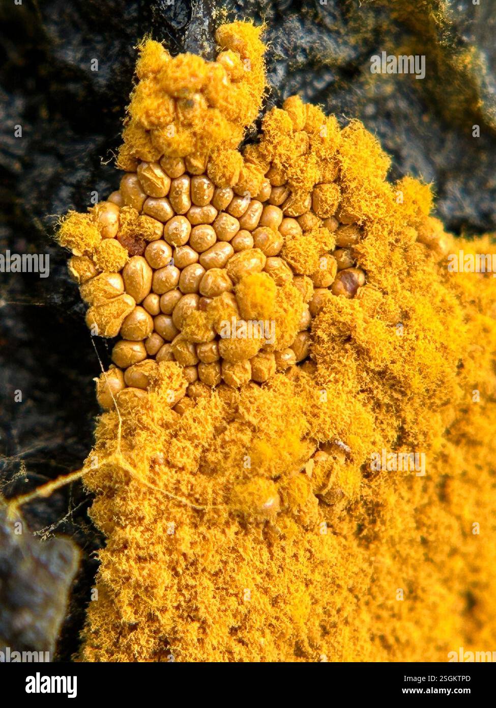 slime molds (Mycetozoa), Protozoa, El Chorro Regional Park, San Luis ...