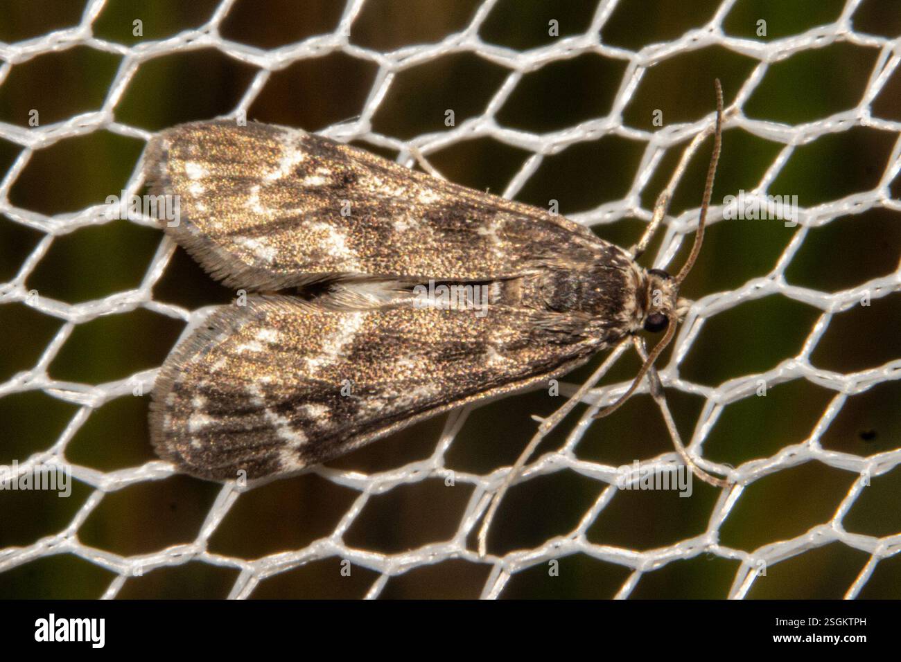 Pond moth (Hygraula nitens), Insecta, Dunrobin, New Zealand Stock Photo ...