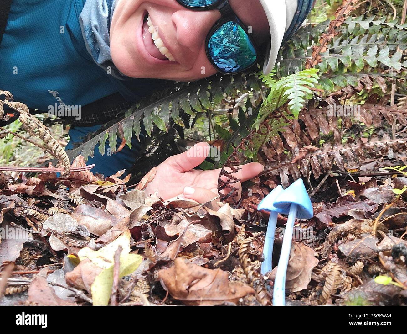 blue pinkgill (Entoloma hochstetteri), Fungi, Turiwhate 7875, New ...