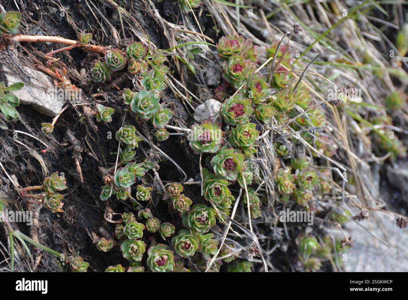 western roseroot (Rhodiola integrifolia), Plantae, Чукотский автономный ...